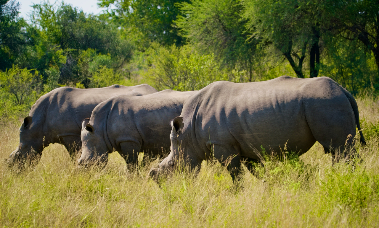 Our Conservation Experiences - Animal Saviours